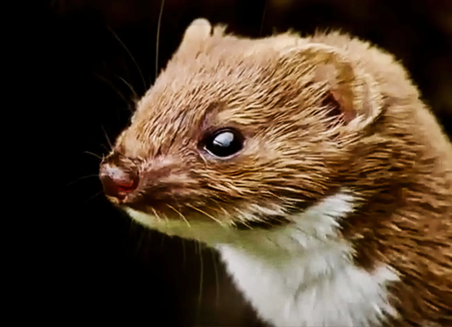 Weasels on the Riverbank - Marsh Diary: 598 - 14/09/2025 - The Nature ...